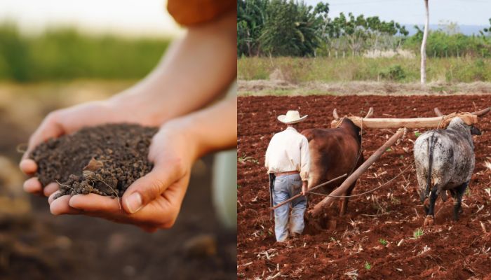 Back to the Lands: Traditional Farming Methods that Outstands time ...